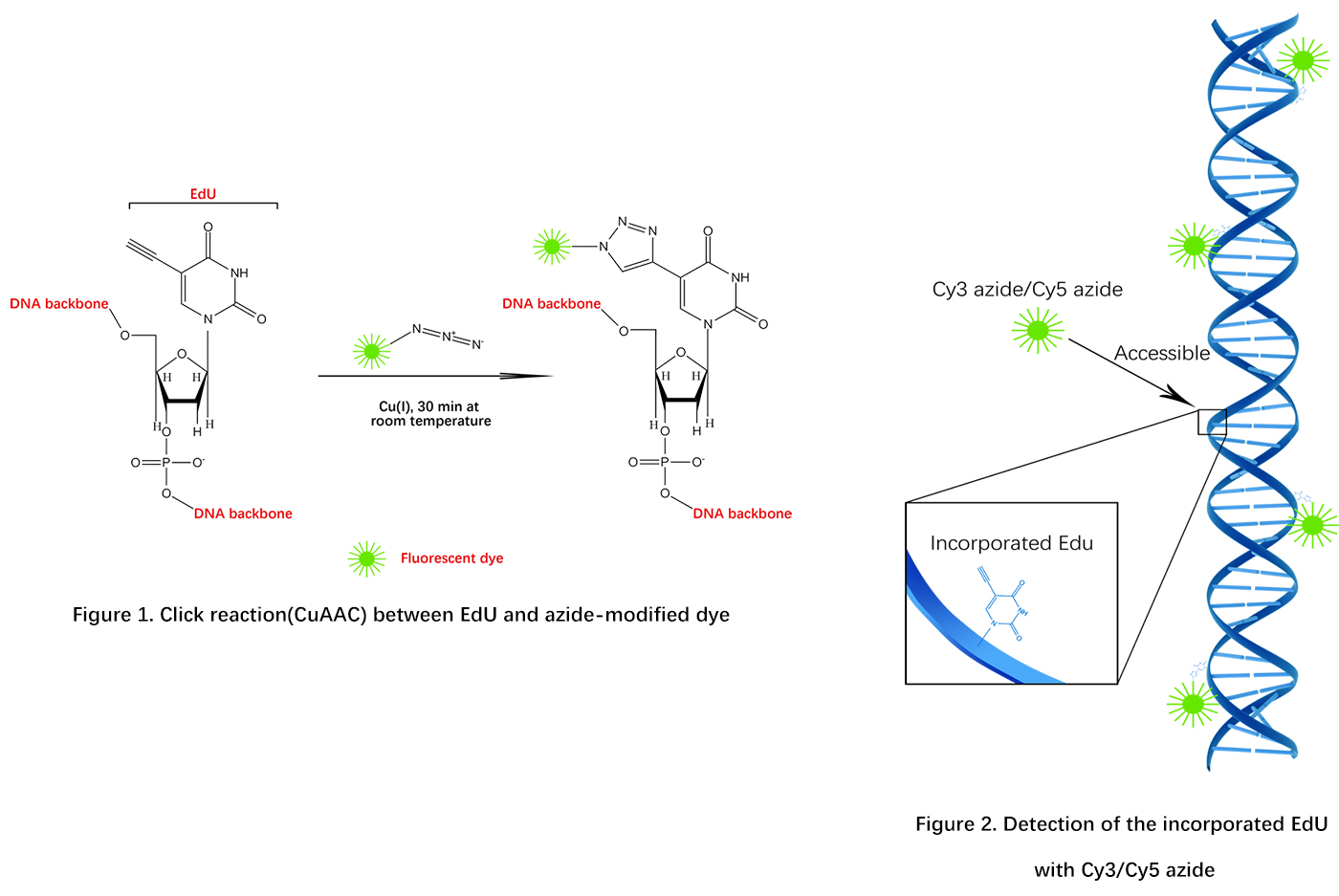 EdU Flow Cytometry Assay Kits (Cy3) - Cell Proliferation Detection ...