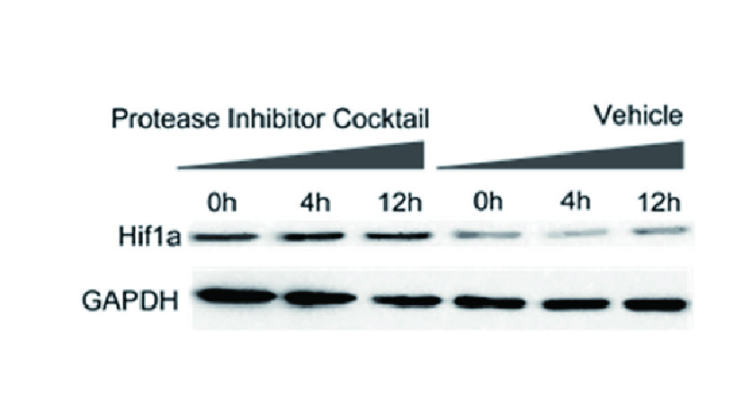 Cy5-UTP 25ul (10mM) - Fluorescent Nucleotide for RNA Labeling | APExBIO