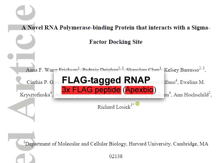 美国APExBIO中文官网 - 3X FLAG Peptide|Synthetic peptide tag