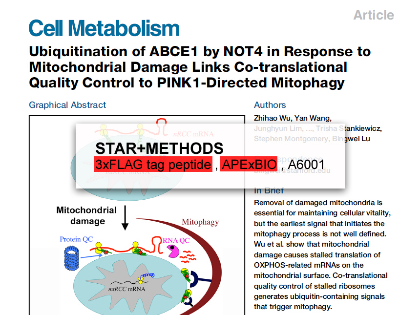 3X FLAG Peptide - Synthetic Peptide Tag for Protein Detection | APExBIO
