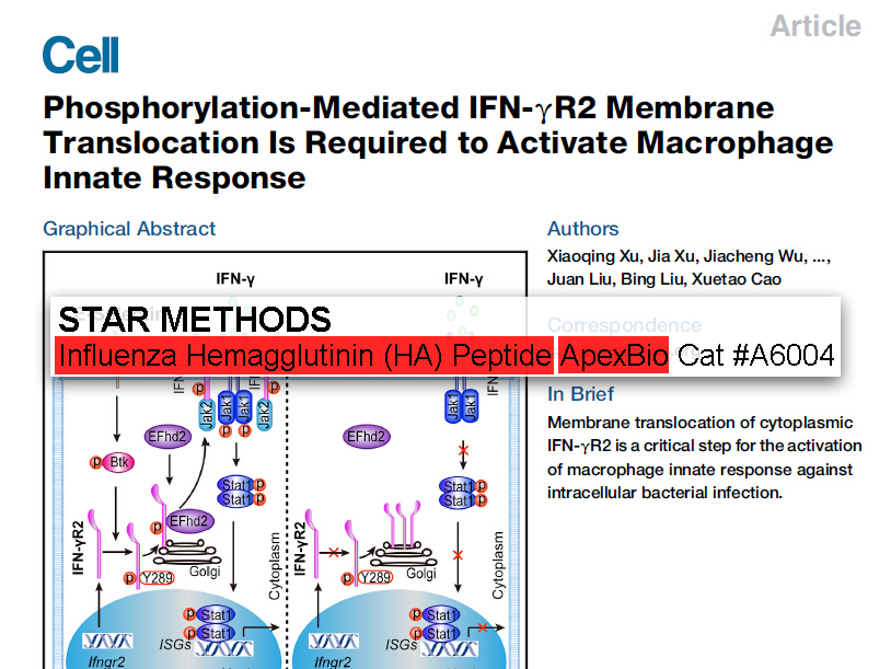Influenza Hemagglutinin (HA) Peptide - Viral Epitope Research | APExBIO