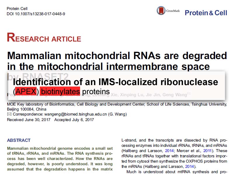 美国APExBIO中文官网 - Biotin-tyramide | CAS# 41994-02-9
