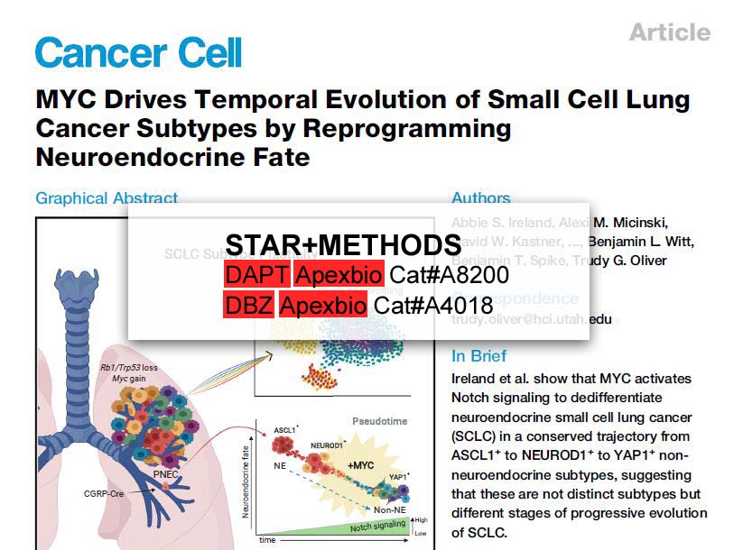DAPT (GSI-IX) – γ-Secretase Inhibitor | APExBIO
