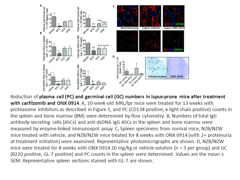 美国APExBIO中文官网 - ONX-0914 (PR-957)|Immunoproteasome inhibitor,potent and ... 美国APExBIO中文官网 - ONX-0914 (PR-957)|Immunoproteasome inhibitor,potent and ...