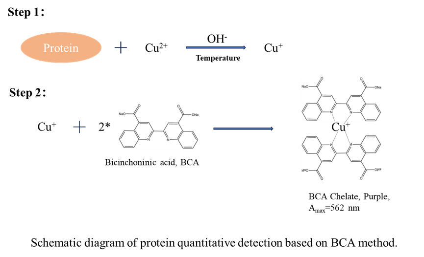 APExBIO - BCA Protein Assay Kit